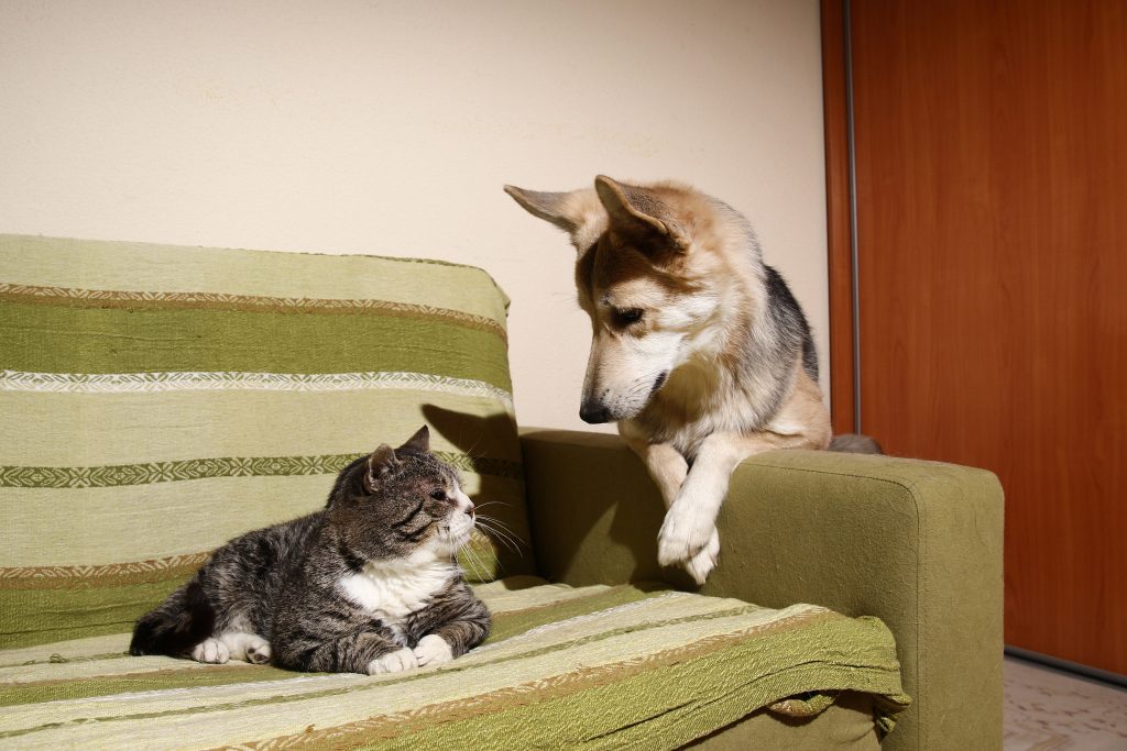 Cats and Dogs: Finding Harmony in Relationships - FetchaDate - Where ...