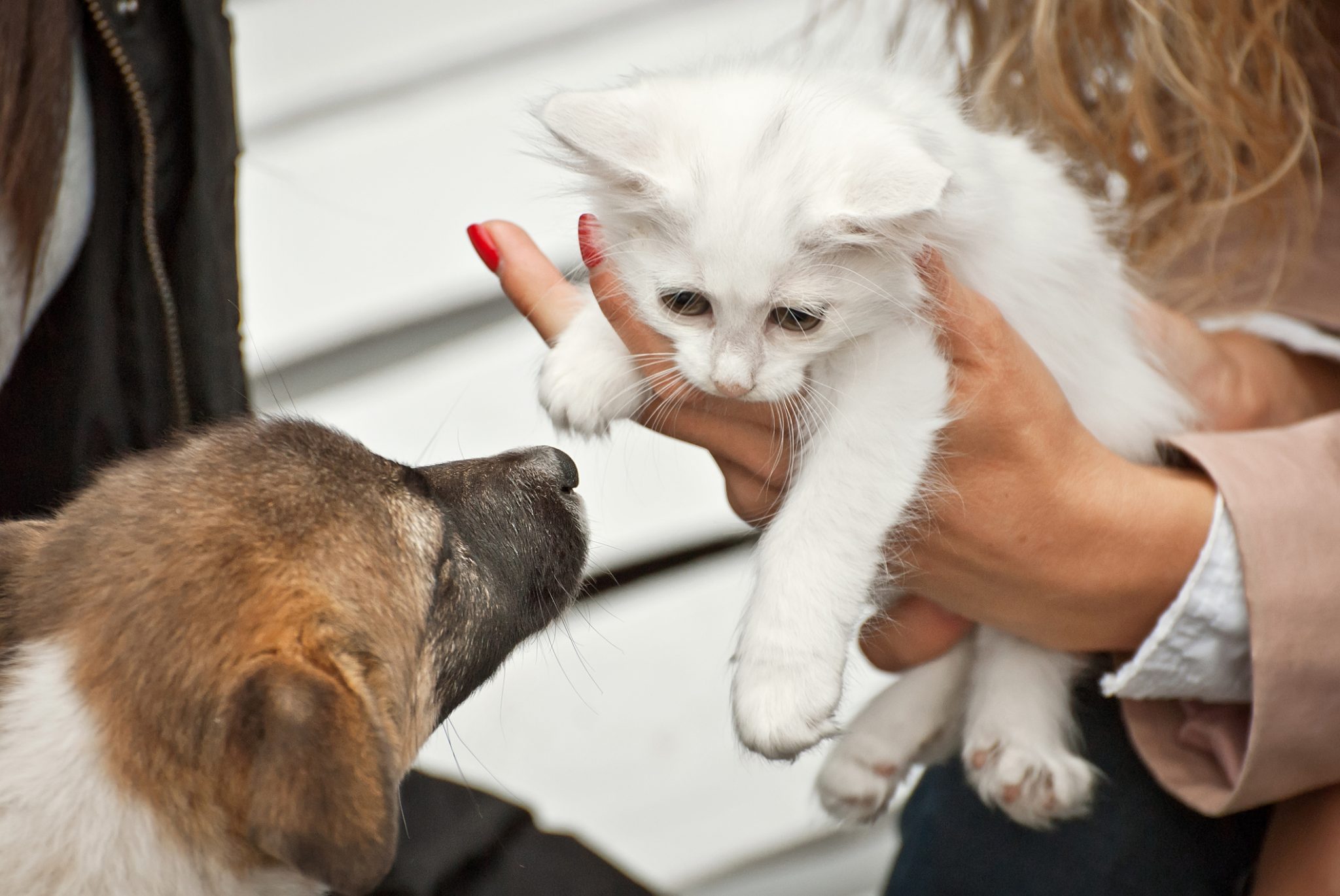 Cats and Dogs: Finding Harmony in Relationships - FetchaDate - Where ...