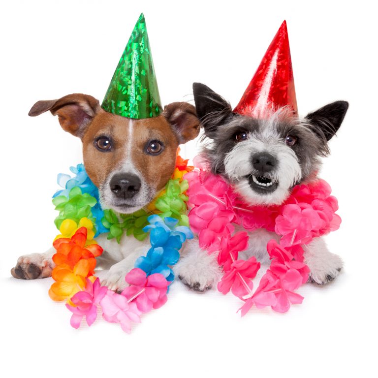 Throwing the Ultimate Pet Birthday Party: Tips and Ideas - FetchaDate ...