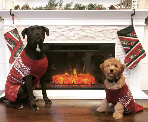 Pet Holiday Traditions You’ll Love to Repeat Each Year