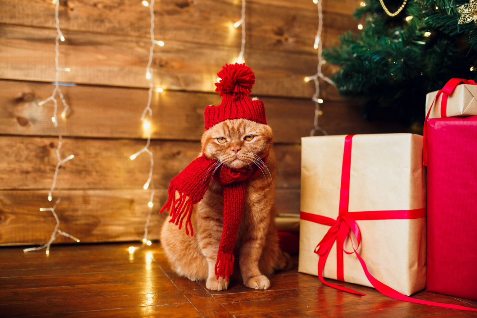 How To Have a Pet-friendly Holiday Season - FetchaDate - Where Pet ...